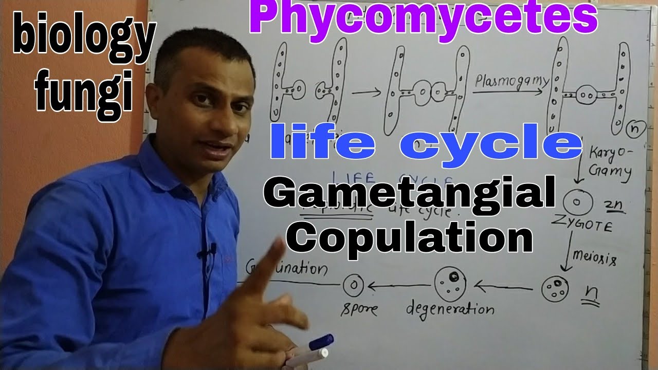 Phycomycetes It s Life Cycle Gametangial Copulation YouTube phycomycetes-it-s-life-cycle-gametangial-copulation-youtube