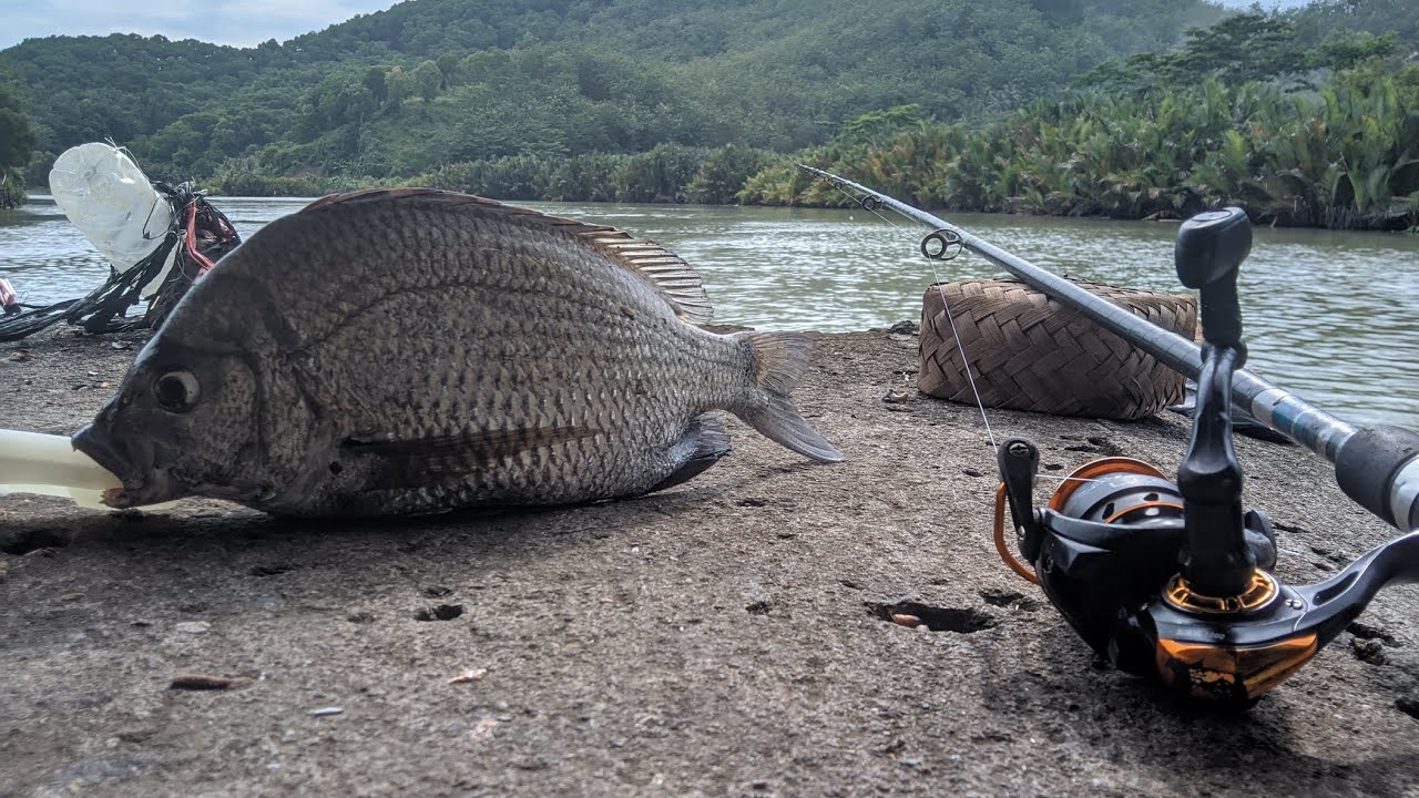 AIR KERUH? GUNAKAN UMPAN INI UNTUK MANCING IKAN BEKUKON ATAU IKAN PATIK ...