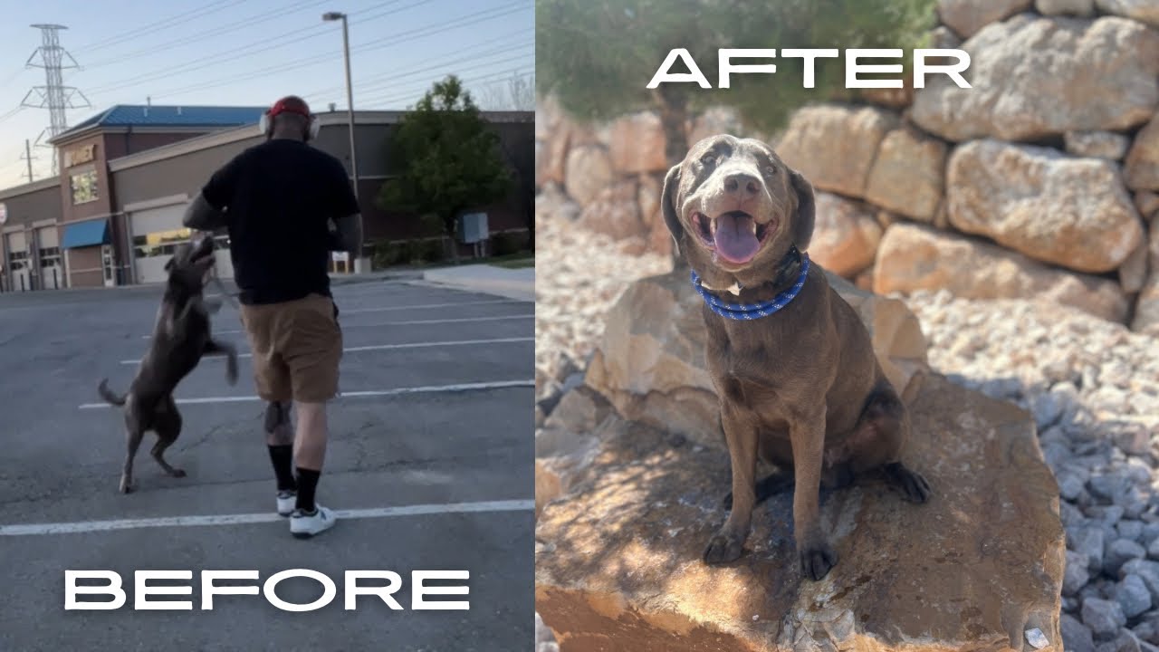 Before and after with St. George dog trainer - YouTube