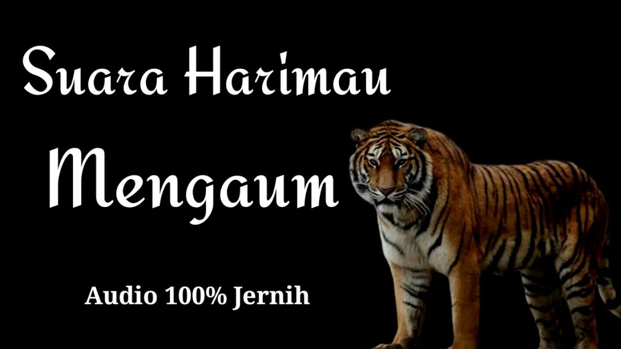 Sound Harimau Mengaum - YouTube