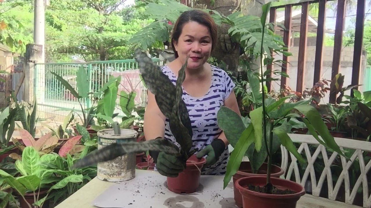 Queen of the Night, Copper Stone and Whale Fin Snake Plants, Bigay ni Manang Annie na kapitbahay ...