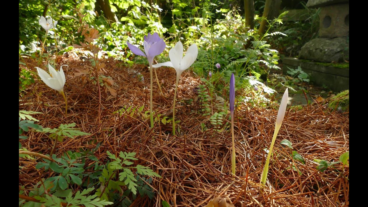 Bulb Log Video Diary Supplement Autumn flowering bulbs - YouTube