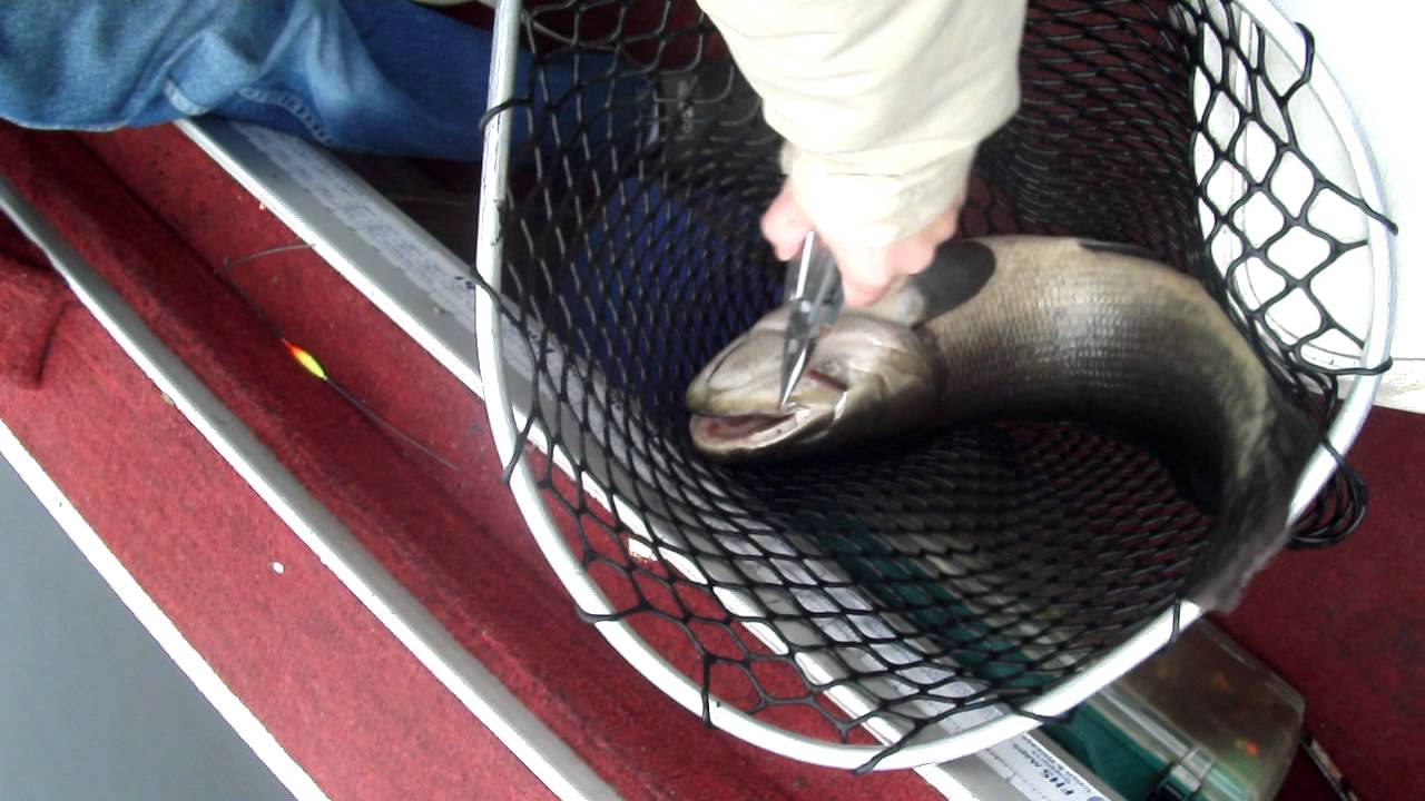 31 Inch Dogfish Fight - YouTube