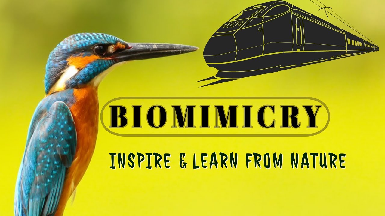 Biomimicry Examples Science Copies Nature Secrets Biomimicry Design biomimicry-examples-science-copies-nature-secrets-biomimicry-design
