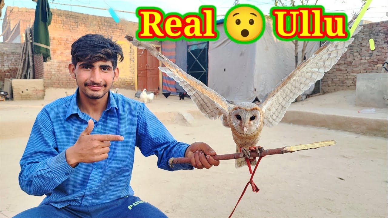 ALHAMDULILLAH ULLU LA LEEYA🦉Real ULLU First Time in Village | Amish ...