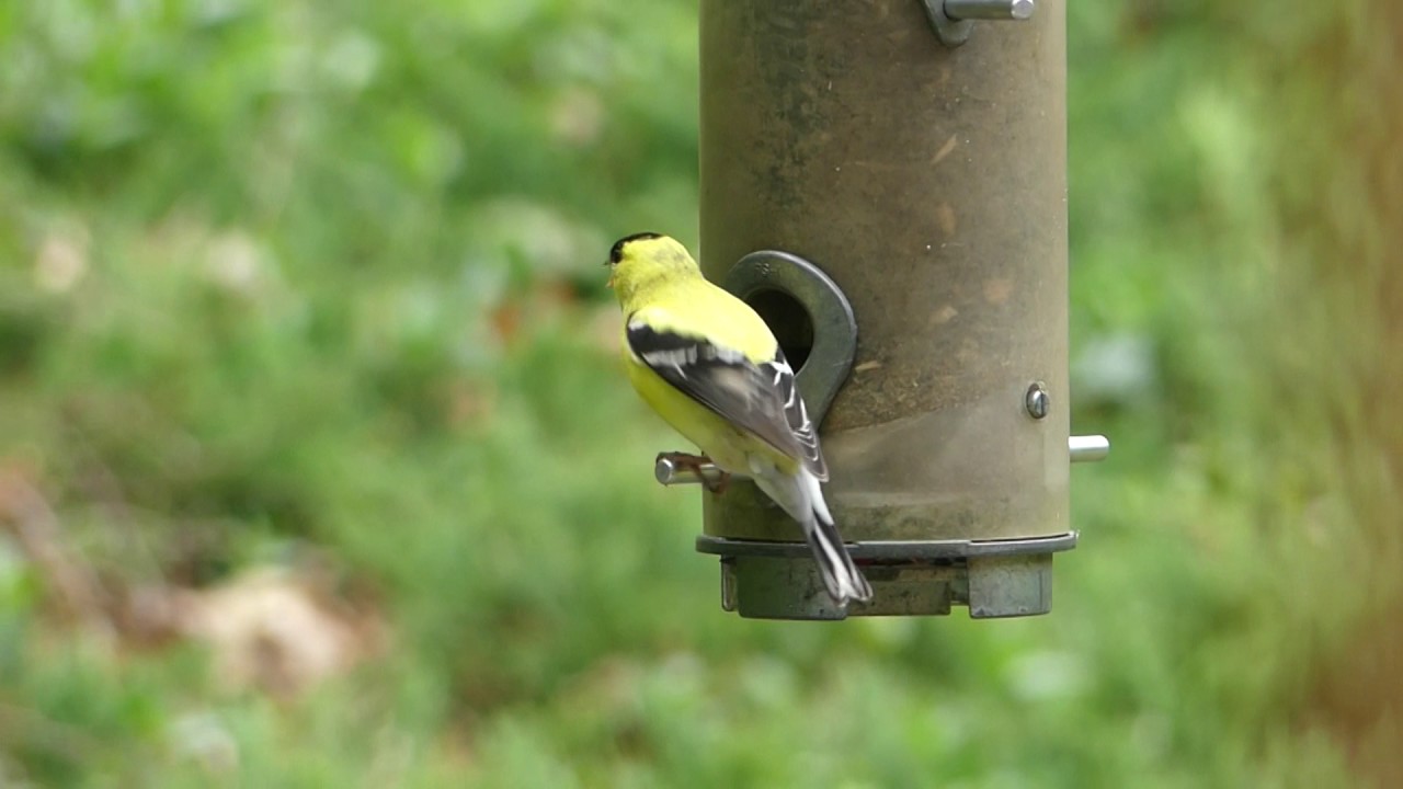 Yellow Finch at Feeder - YouTube