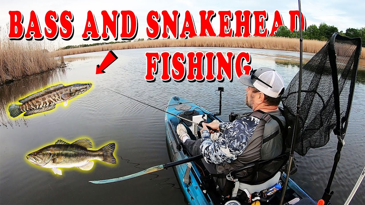 Fishing for bass and snakehead in local pond in Delaware. - YouTube
