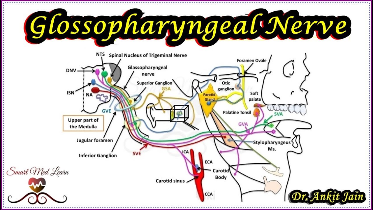 Glossopharyngeal Nerve / Anatomy / Cranial Nerve IX / XI Cranial nerve ...
