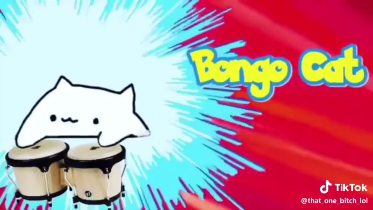 Bongo cat compilation - YouTube