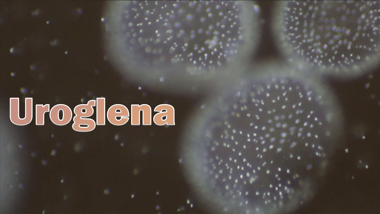 Uroglena - YouTube