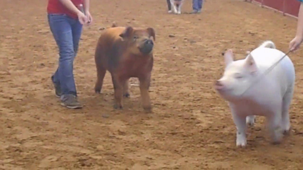 Fort Worth Stock Show Pigs