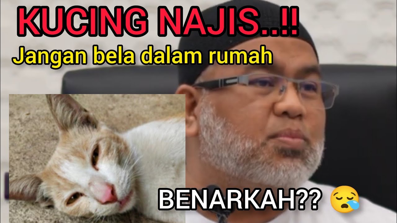 KUCING NAJIS? TAK BOLEH BELA DALAM RUMAH? - Dakwa Ustaz Amran Yusof ...