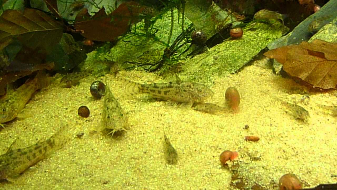 Aspidoras Taurus mit Jungtieren - YouTube