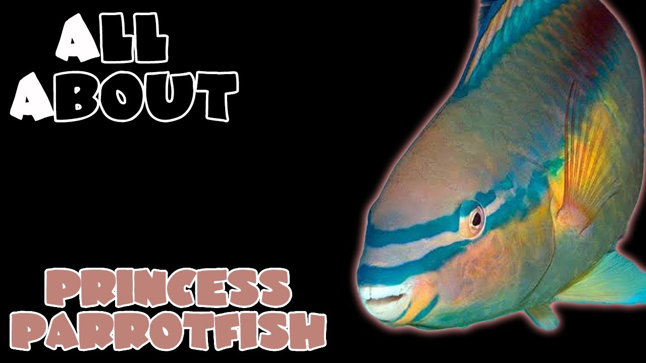 All About The Princess Parrotfish - YouTube