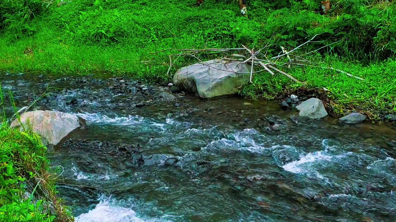 Calming Forest Stream Sounds And Relaxing Nature Scenes For Instant ...