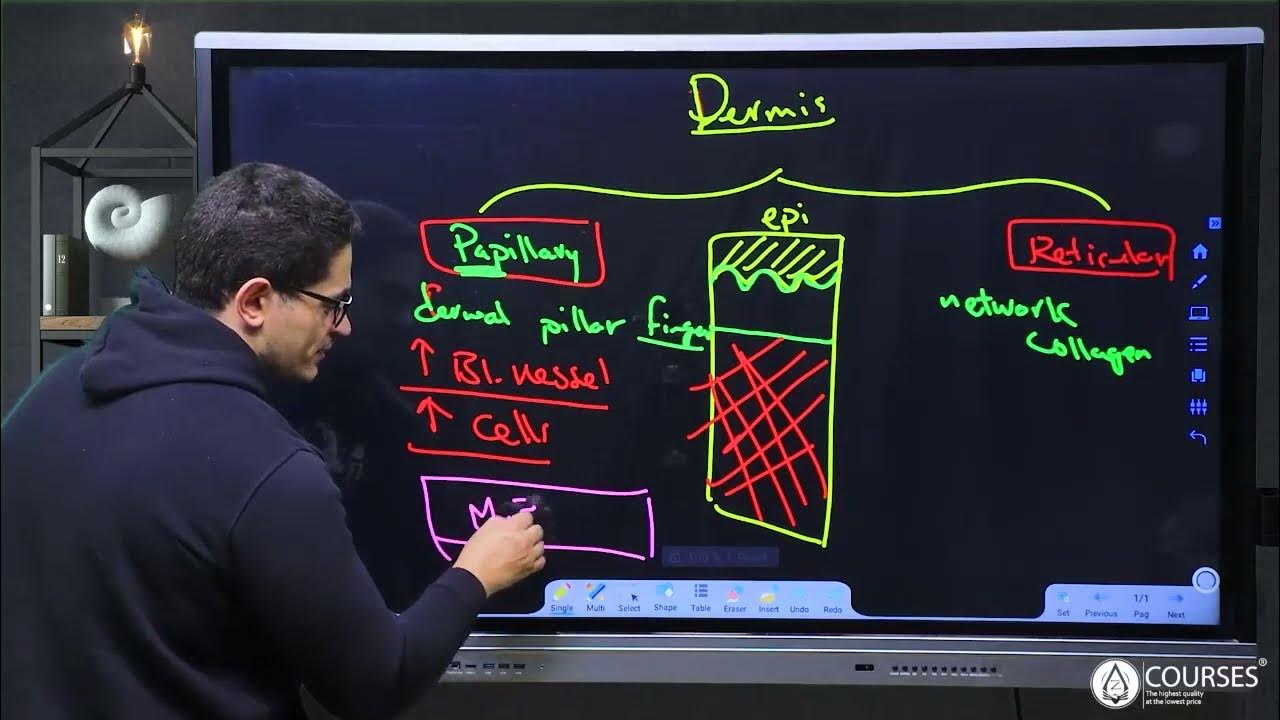 Histology - Lectures (13) & (14) - Revision - YouTube