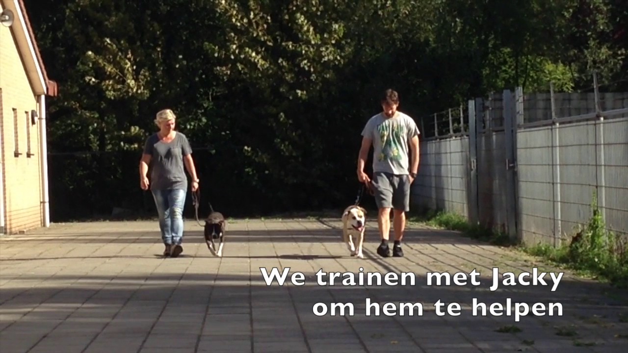 Promo Jacky | Dierenasiel Utrecht - YouTube