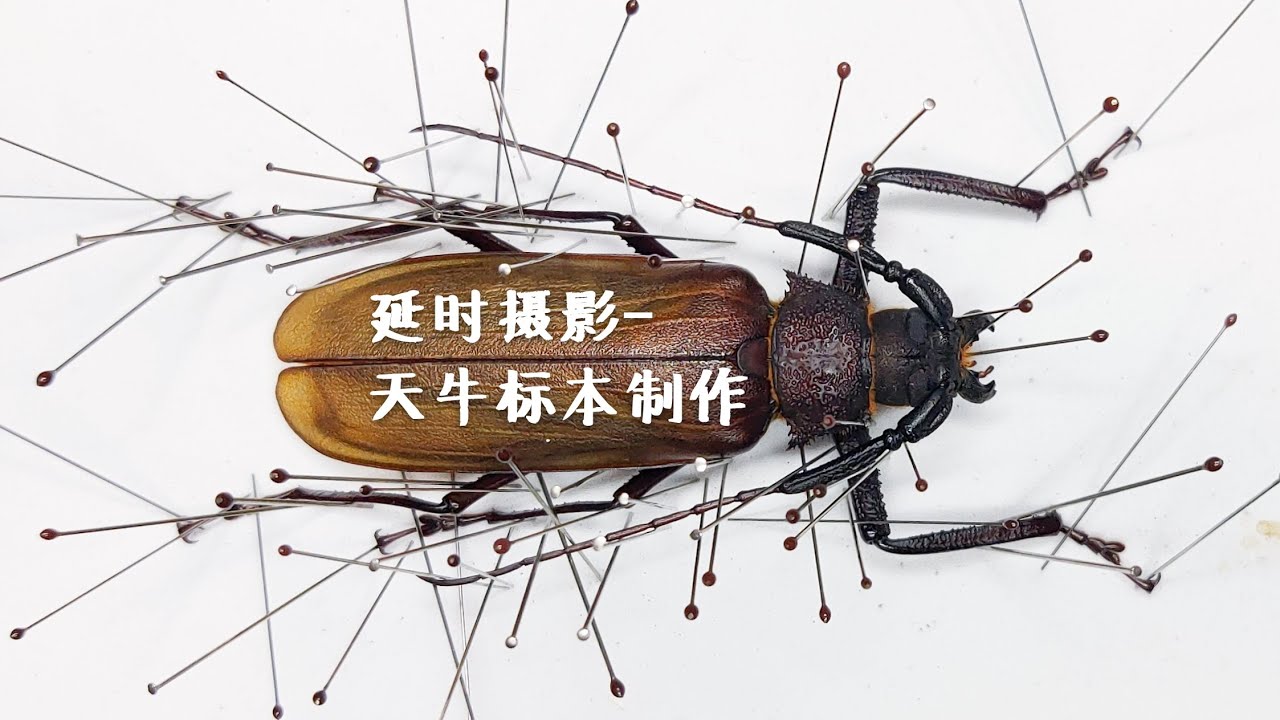 Spreading and Pinning a Long Horn Beetle Specimen - YouTube