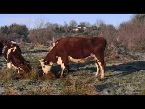 What mineral licks I'm giving our cows when out-wintering the ...