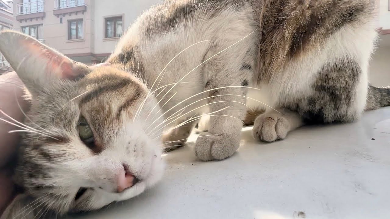 Meet Behlul: The Cat That's Taking This Neighborhood by Storm! - YouTube