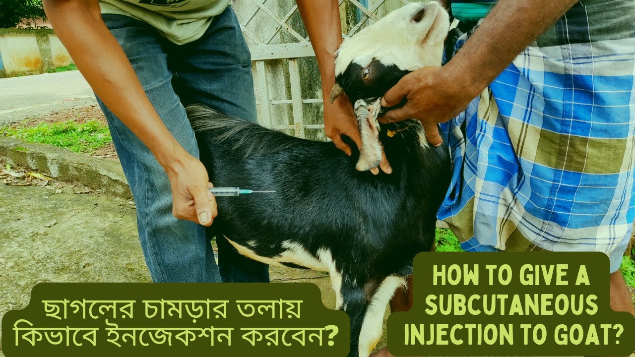 ছাগলের চামড়ার তলায় কিভাবে ইনজেকশন দেবেন? How to give a subcutaneous ...