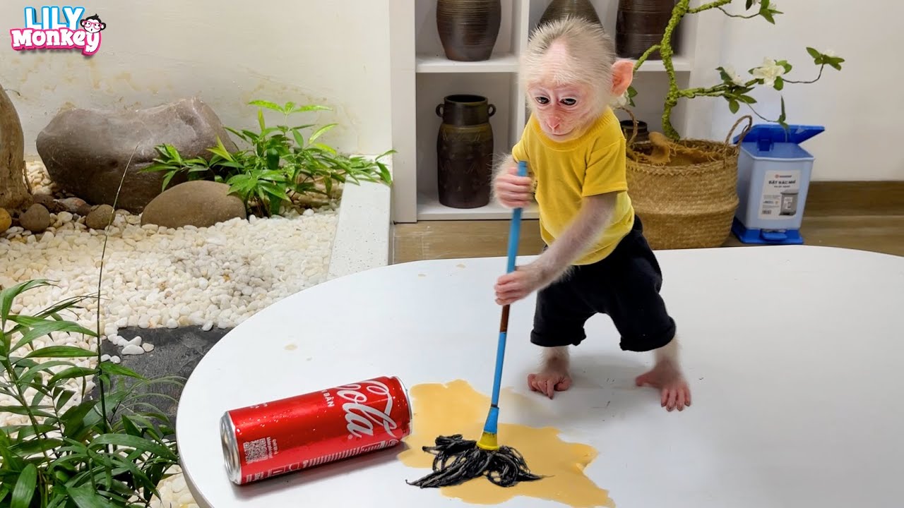 Smart monkey Lily knows how to use a broom to clean the floor - YouTube