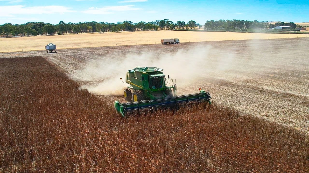 #12 Finishing Faba Bean Harvest | Harvesting Beans, Jamestown, South ...