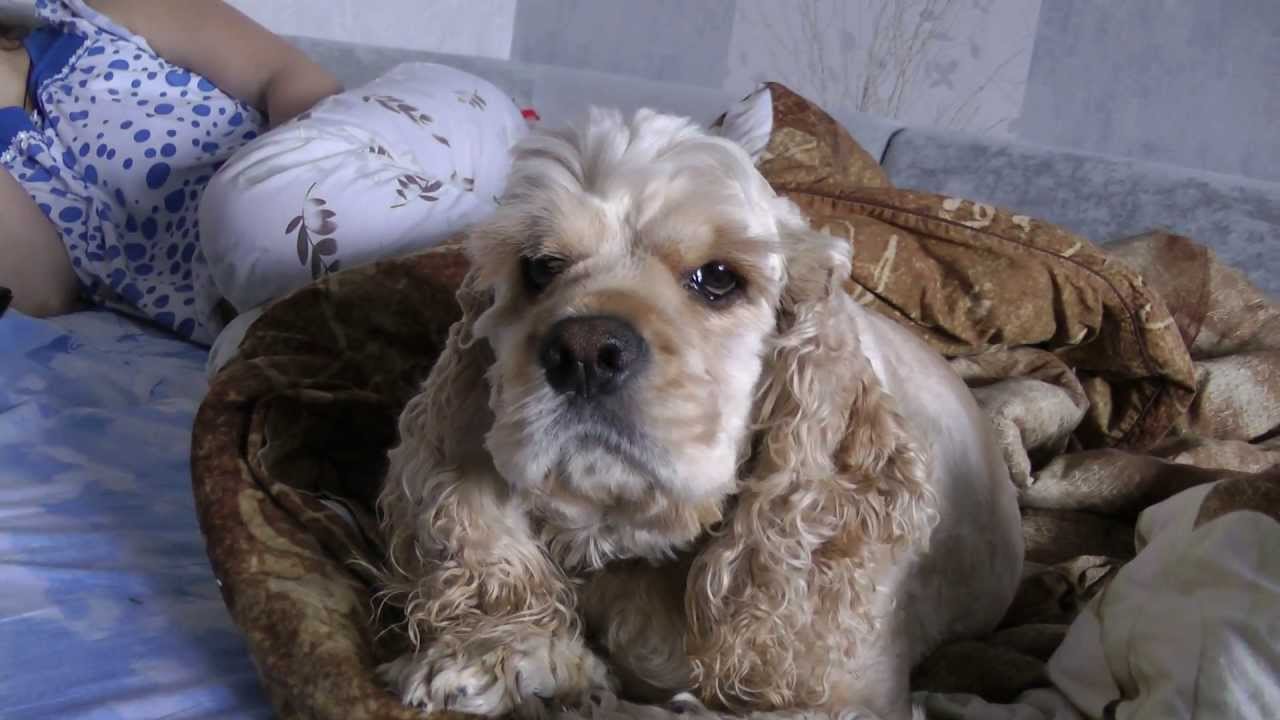 Grumpy dog - american cocker spaniel - YouTube