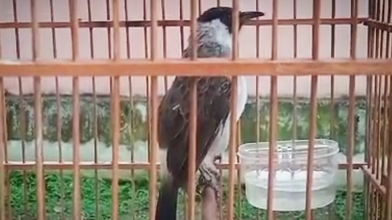 MASTERAN KUTILANG MEWAH - 100% KUTILANG GACOR FULL ISIAN ISTIMEWA ...