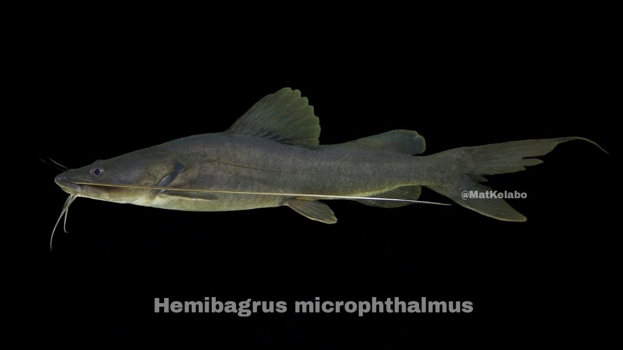 Hemibagrus microphthalmus @ Salween's Giant Catfish/Baung Salwin ...