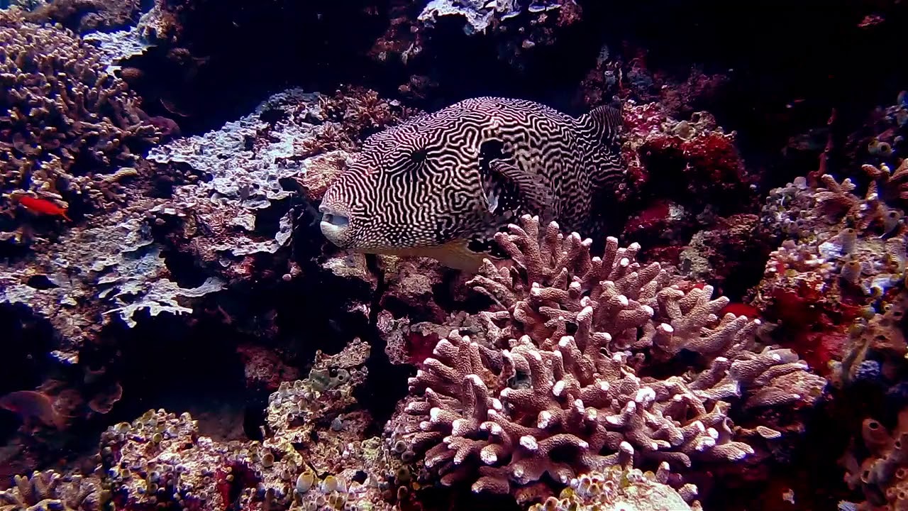 fishy fishy fish - YouTube