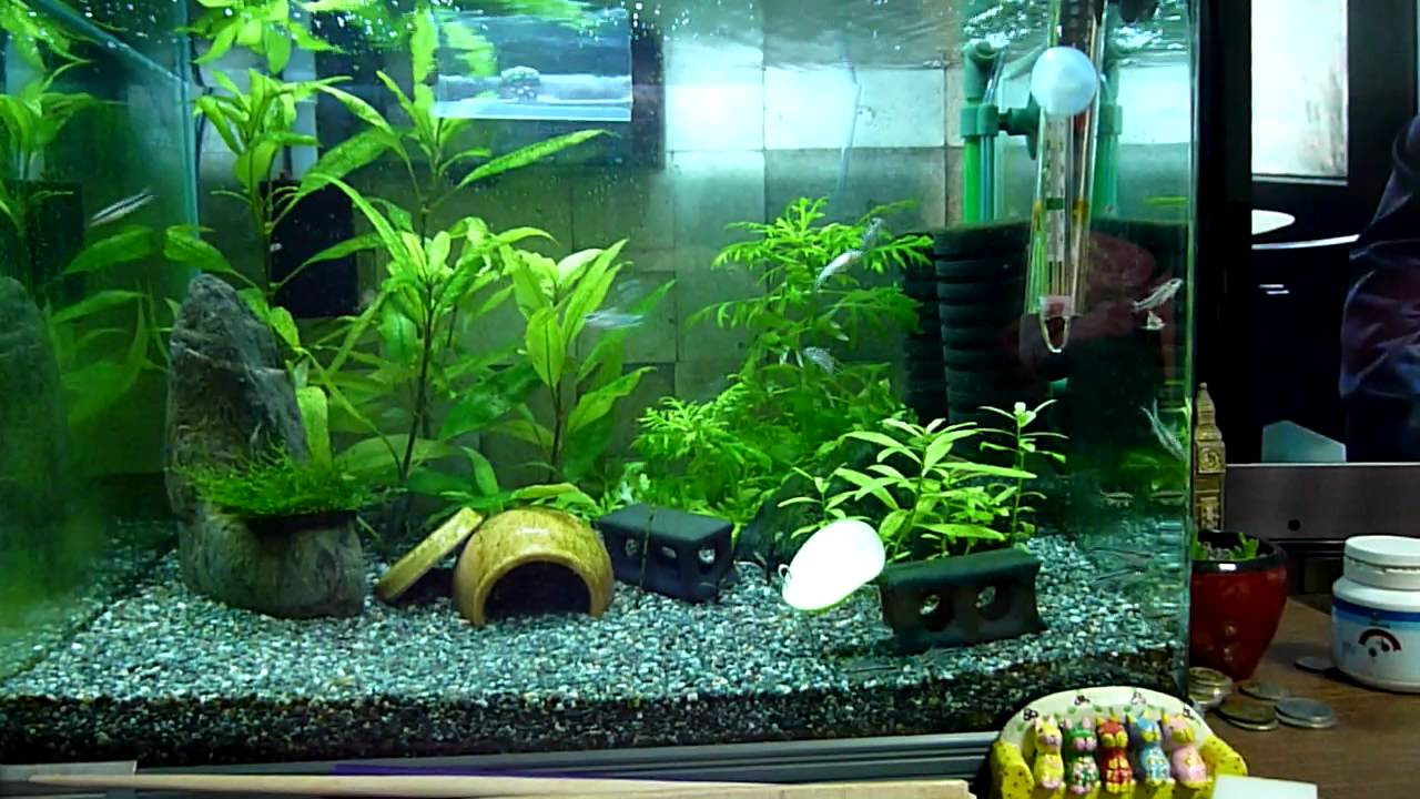 Pygmy cory shoaling and schooling (featuring otocinclus) - YouTube