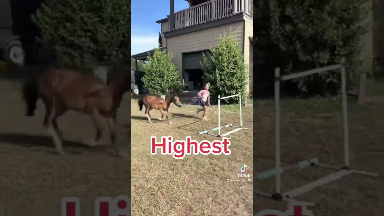 Miniature horse jumping high - YouTube