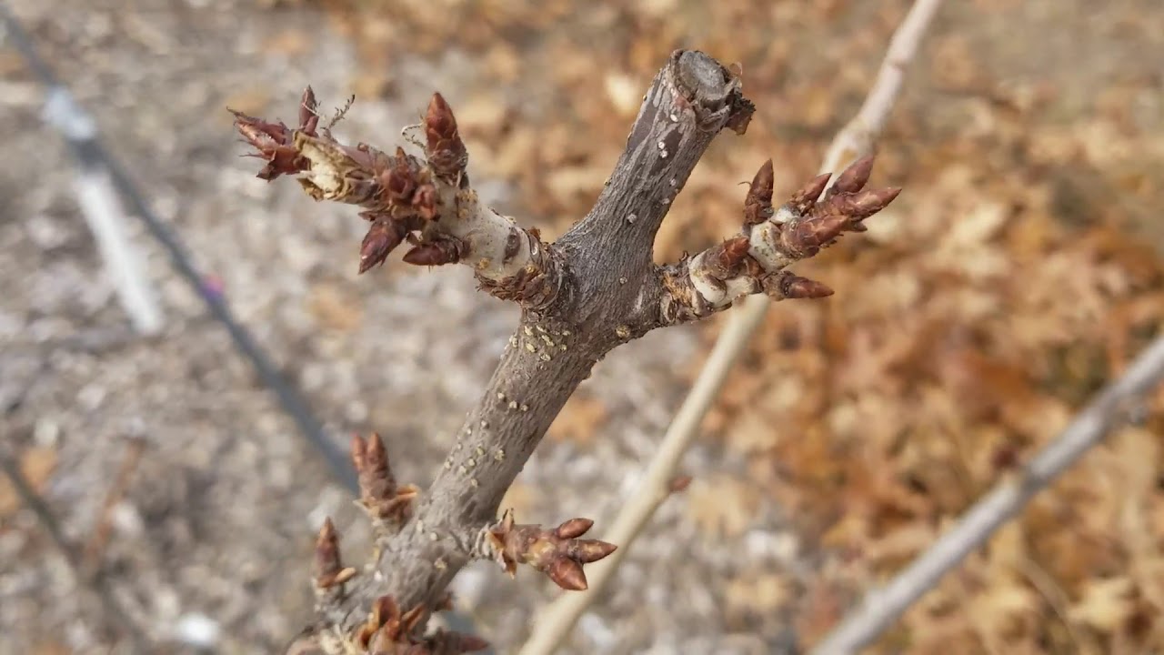 Spring in January and Q&A!!! - YouTube