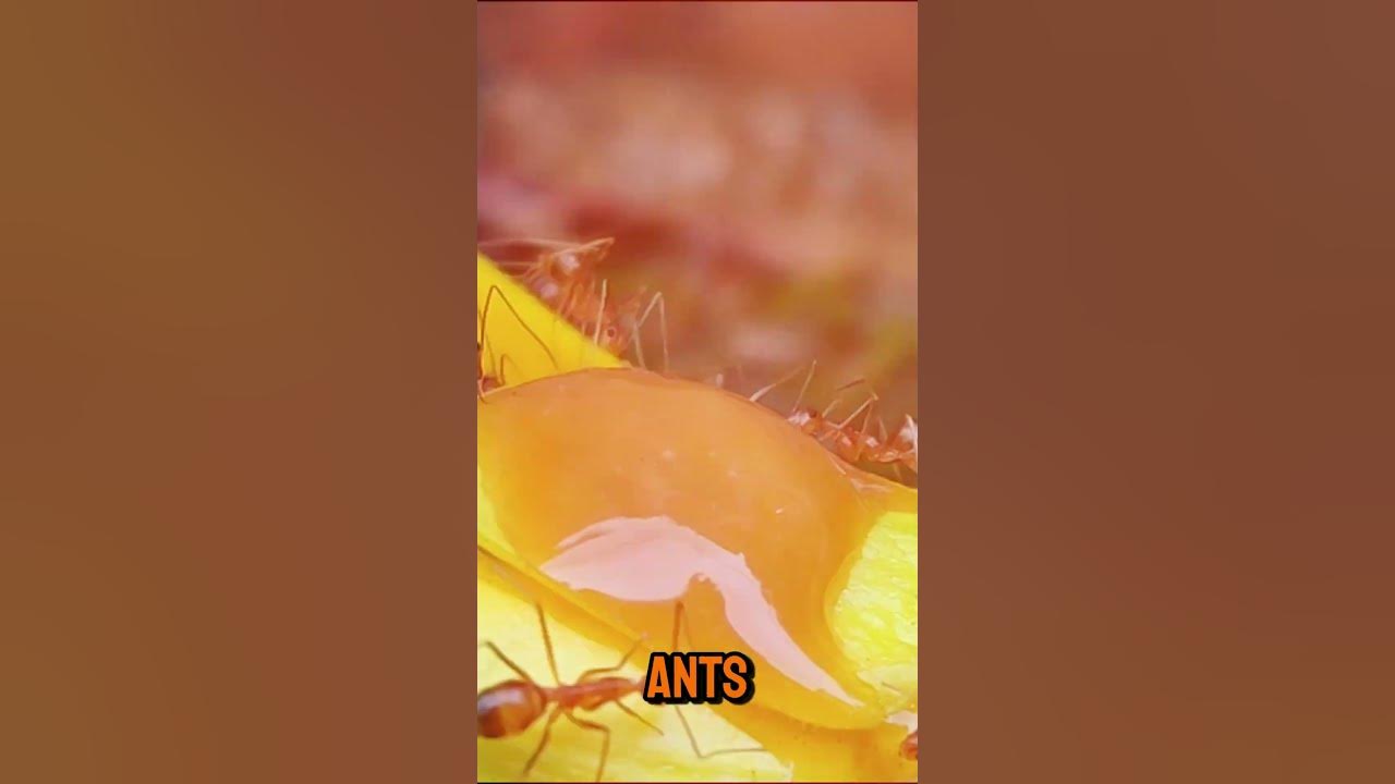 How Do Ants Find Their Way Back to the Colony? #shorts #insects #ants #ants #antcolony - YouTube