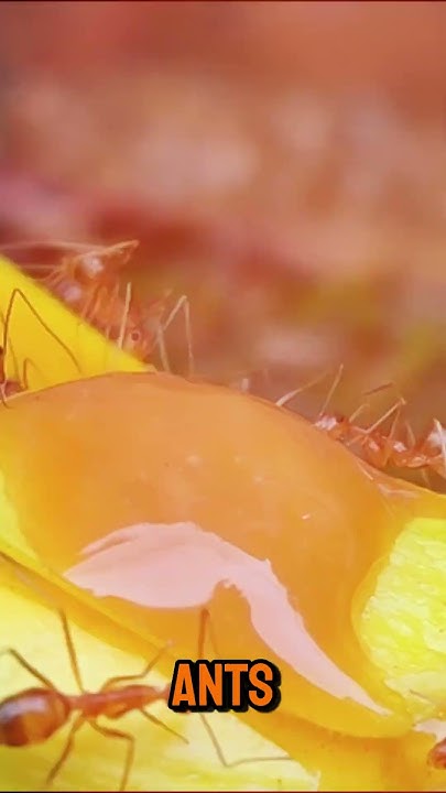 How Do Ants Find Their Way Back to the Colony? #shorts #insects #ants #ants #antcolony - YouTube