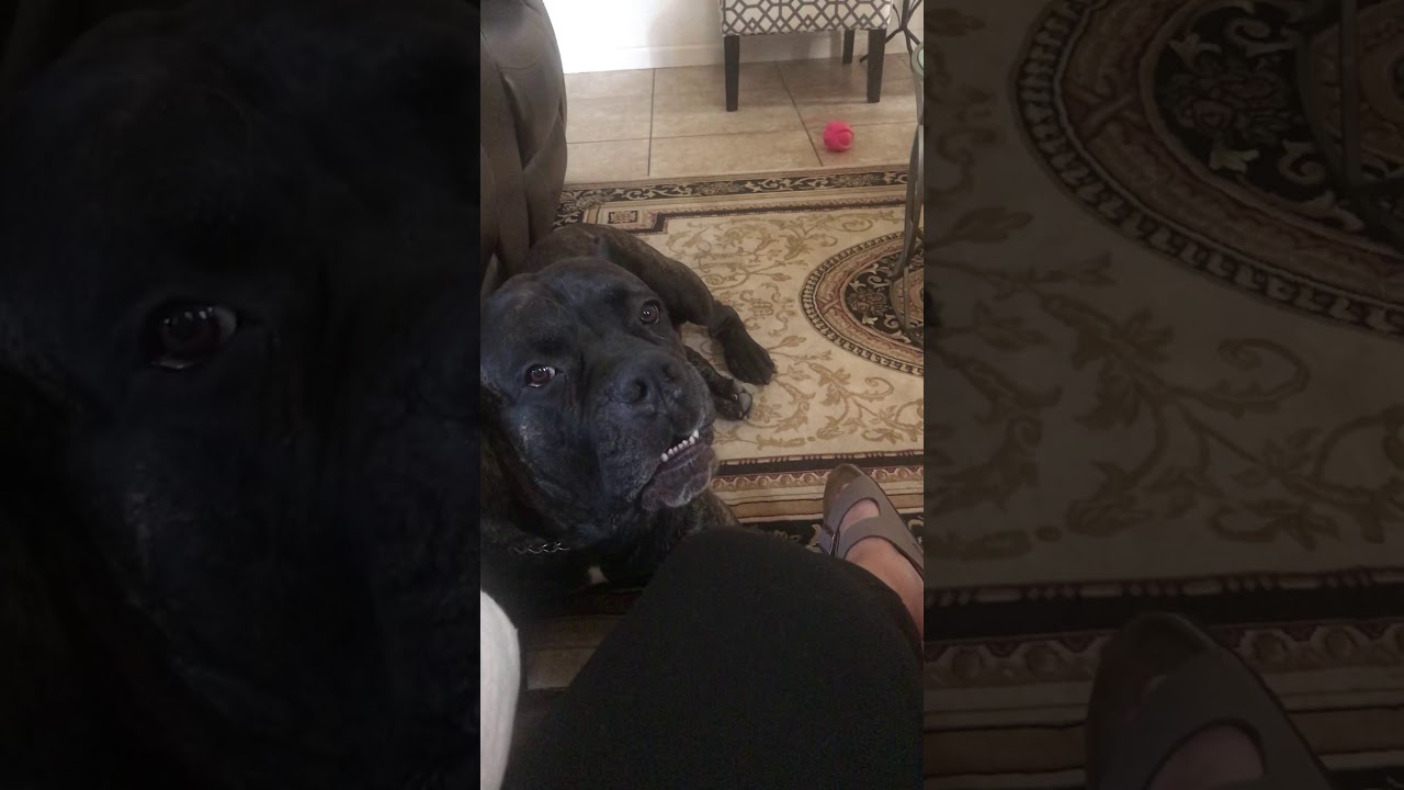 Cane Corso: Talking to human - YouTube