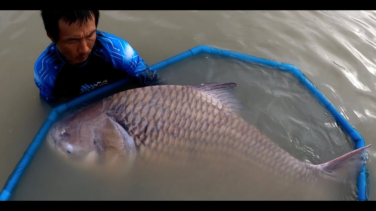 Monster carp at Jurassic Mountain Fishing Resort. - YouTube