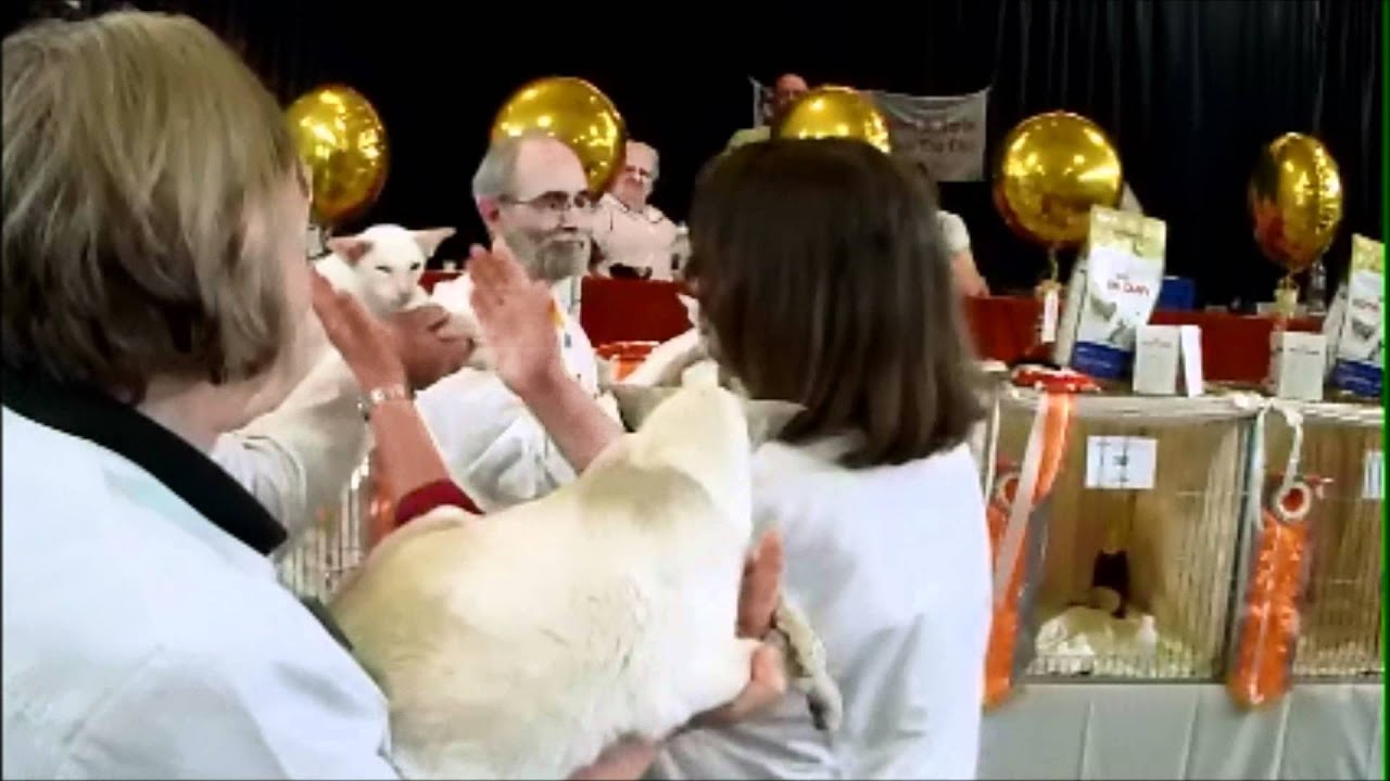 Siamese Cat Show Best In Show Judging - YouTube
