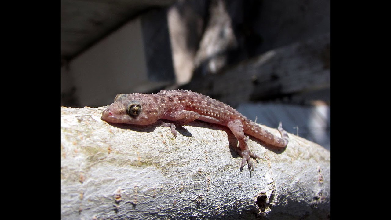 Plousio Samiamidi | Samiamidis MC - YouTube