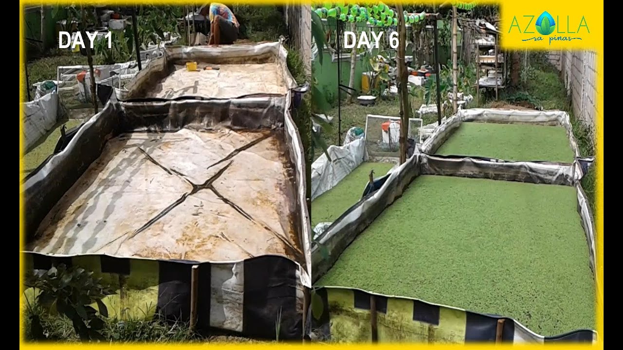 Azolla Pond Preparation and Construction Using Used Billboard - TAGALOG ...