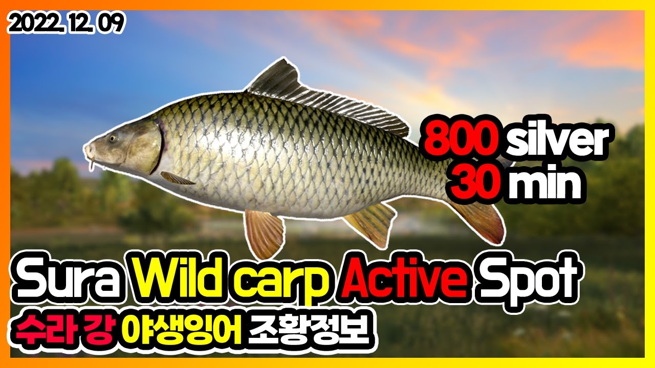 221209 수라 강 야생잉어 조황정보 l 러시안피싱4 Russian Fishing 4 RF4 - YouTube