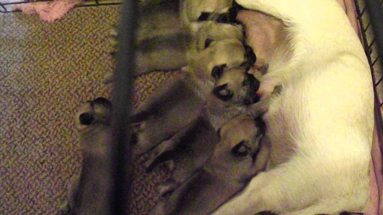 Pugs Nursing - YouTube