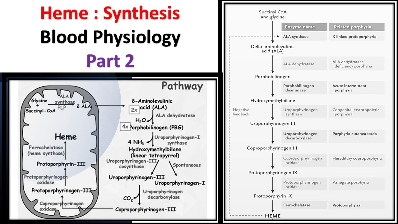 Heme Synthesis :PART 2 Blood Physiology #Physiology #Synthesis of ...