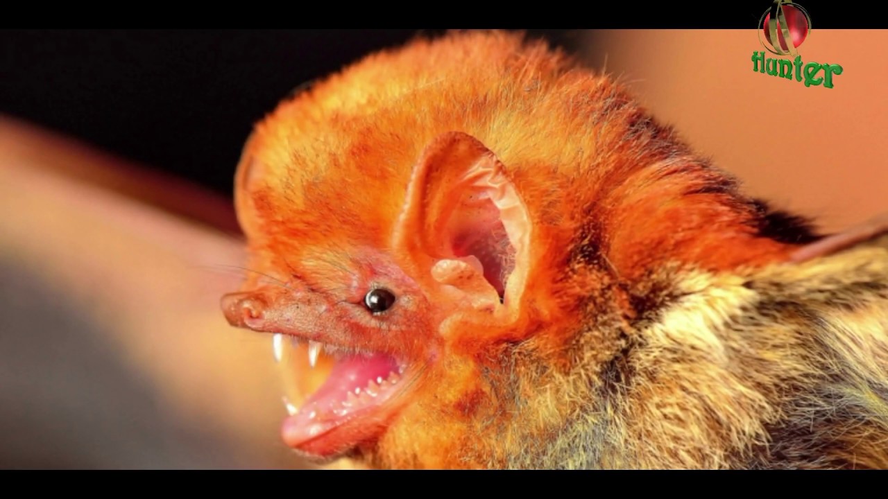 Orange Bat තැබිලි වව්ලා - YouTube