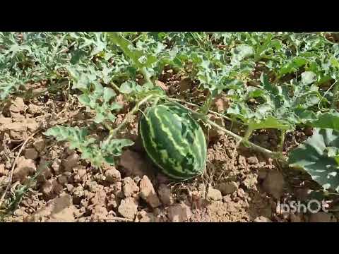 Tarla işleri 🌿