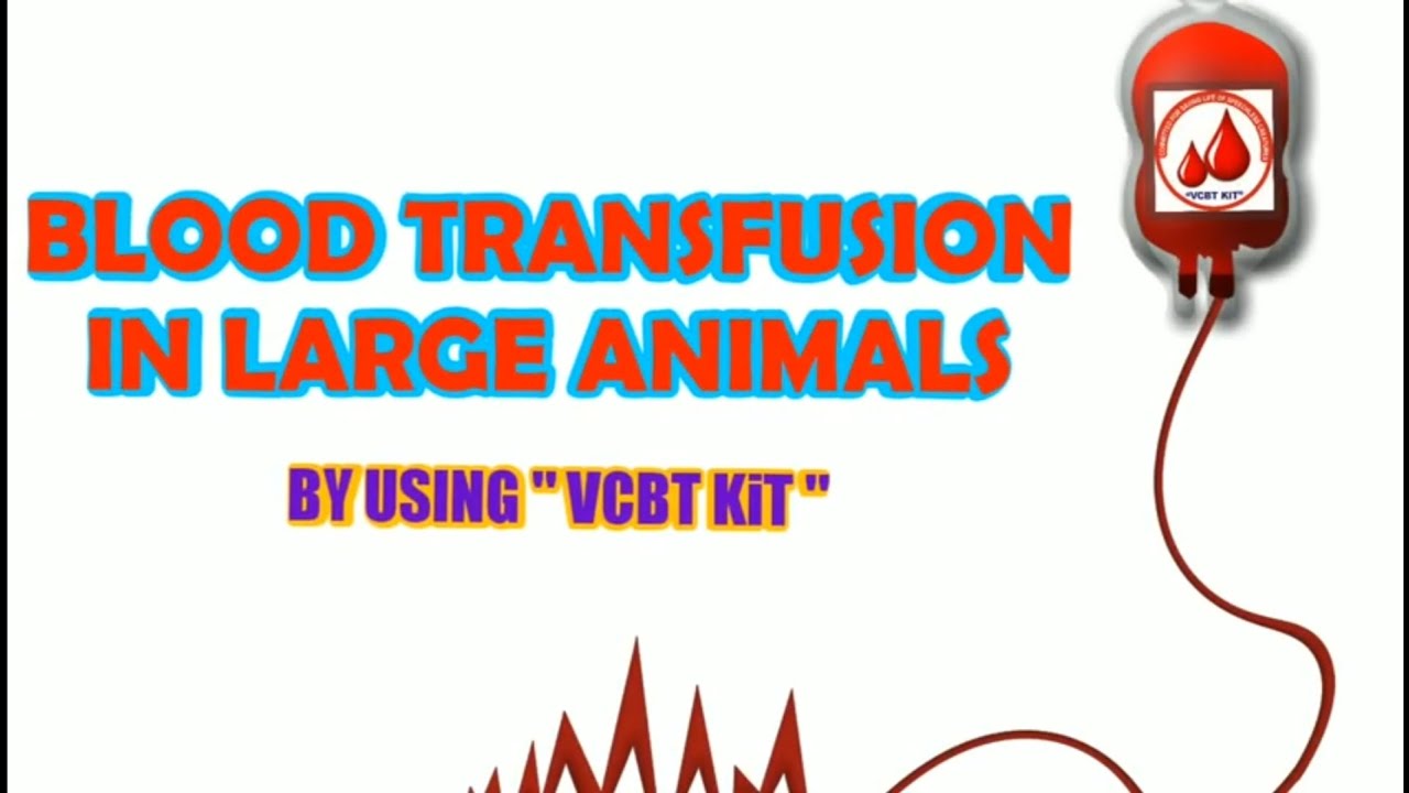 BLOOD TRANSFUSION IN LARGE ANIMALS - YouTube
