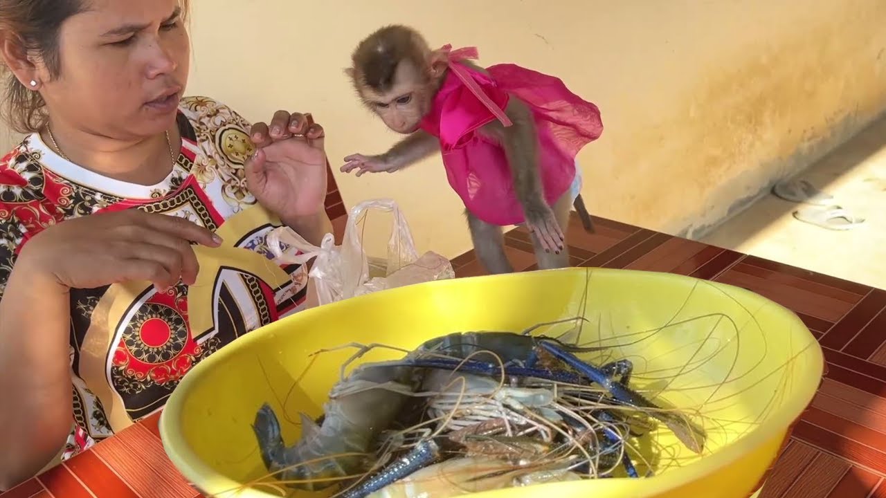 Baby Monkey Jessa Hesitate Lobsters See First Time - YouTube