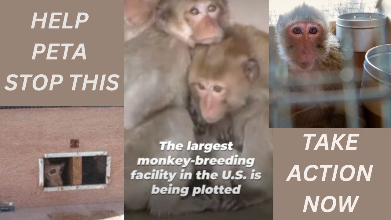 Help PETA Stop Massive Monkey Prison in Georgia! - YouTube