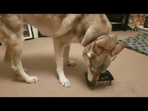 Tala Czechoslovakian Vlcak Wolfdog cleaning out an ice cream tub